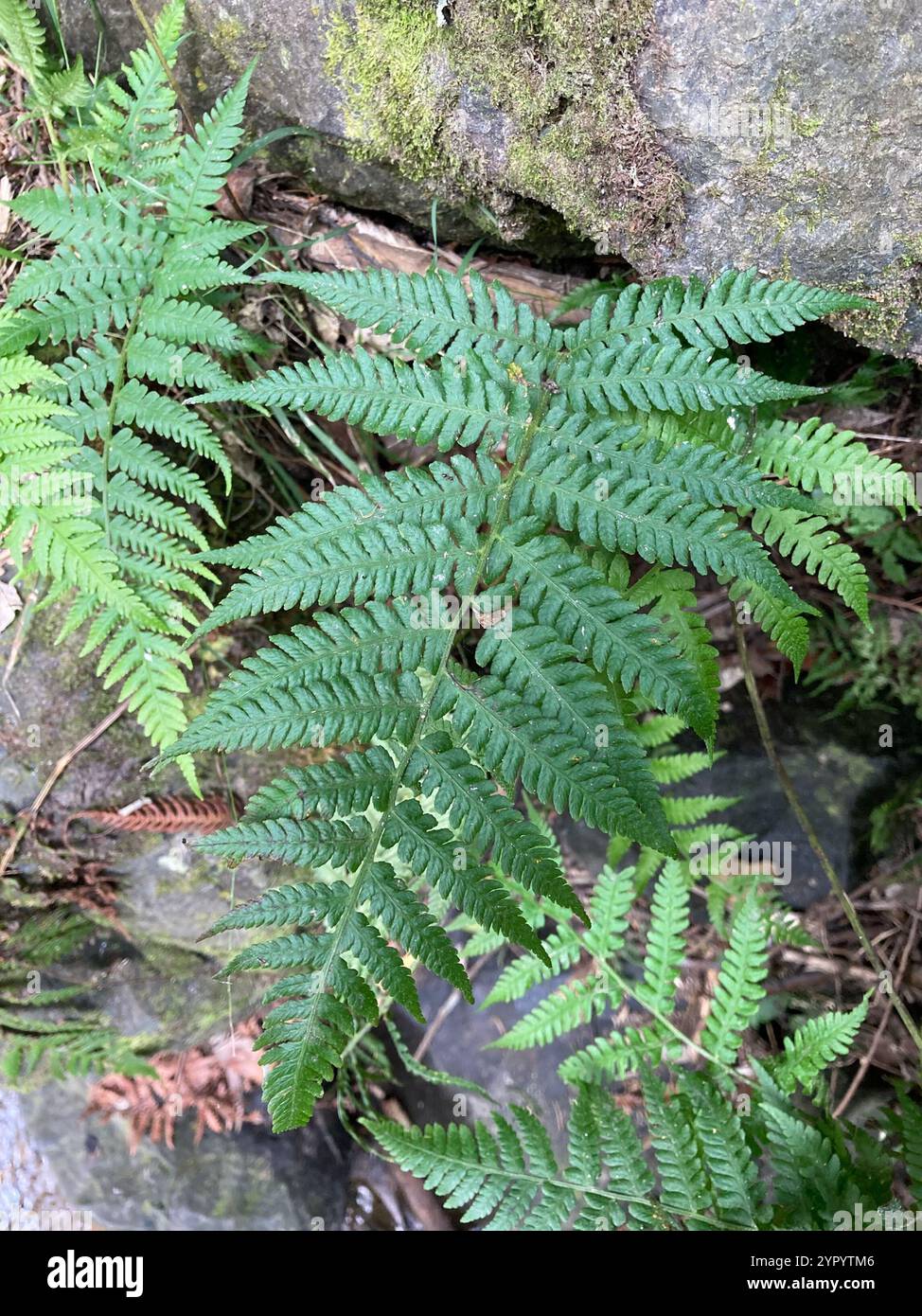 Japanese lady fern hi-res stock photography and images - Alamy