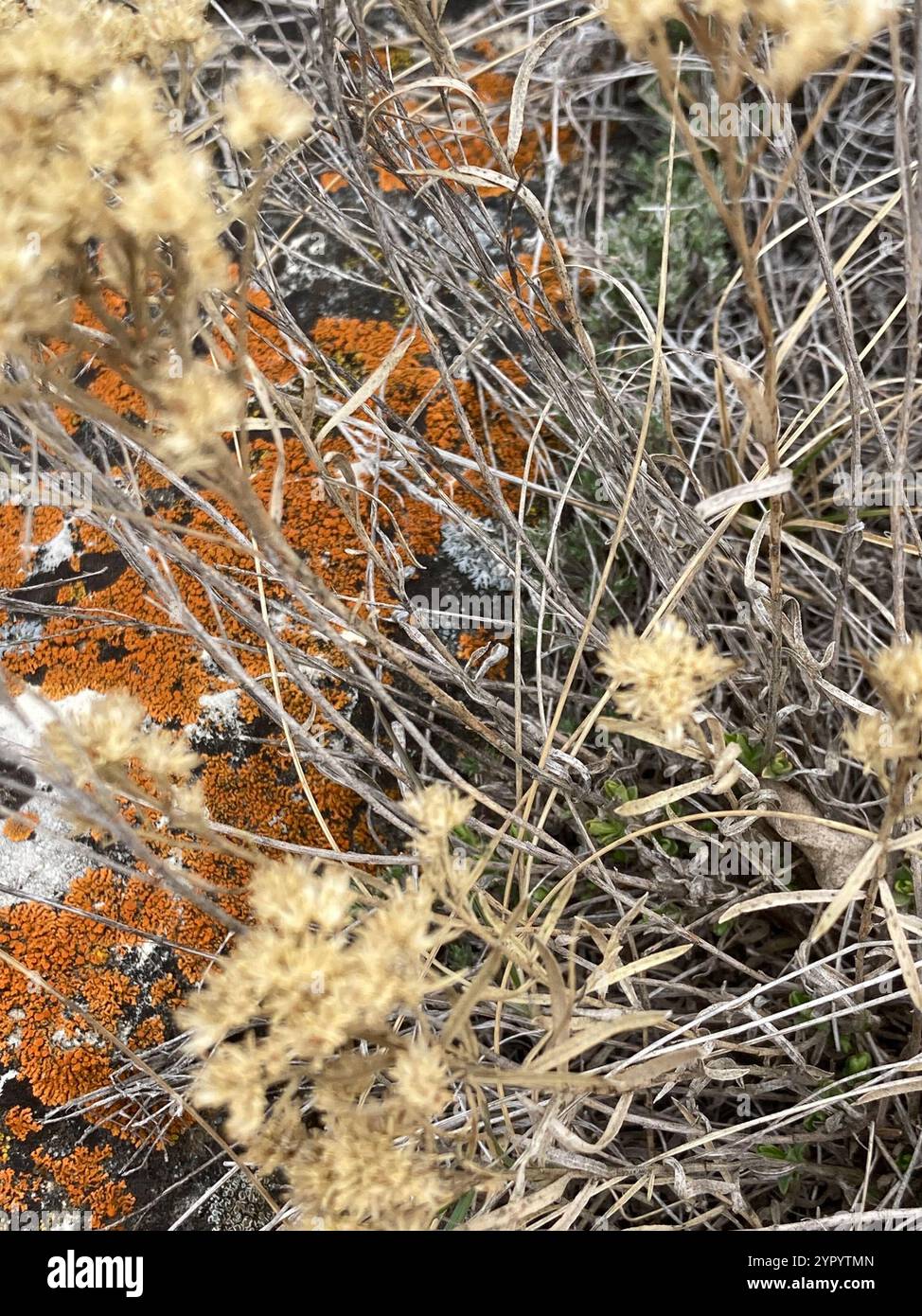 Broom Snakeweed (Gutierrezia sarothrae Stock Photo - Alamy
