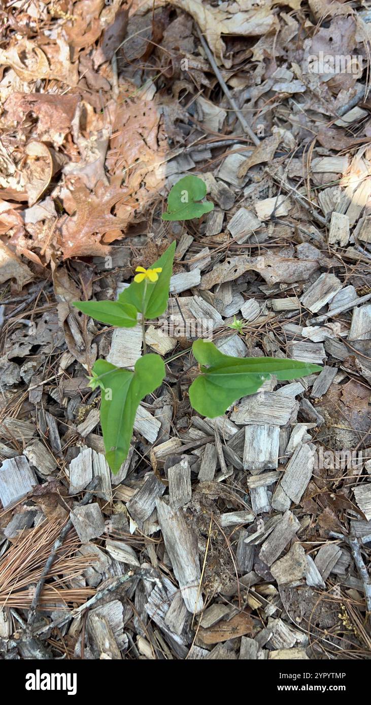 Halberd-leaved violet (Viola hastata Stock Photo - Alamy