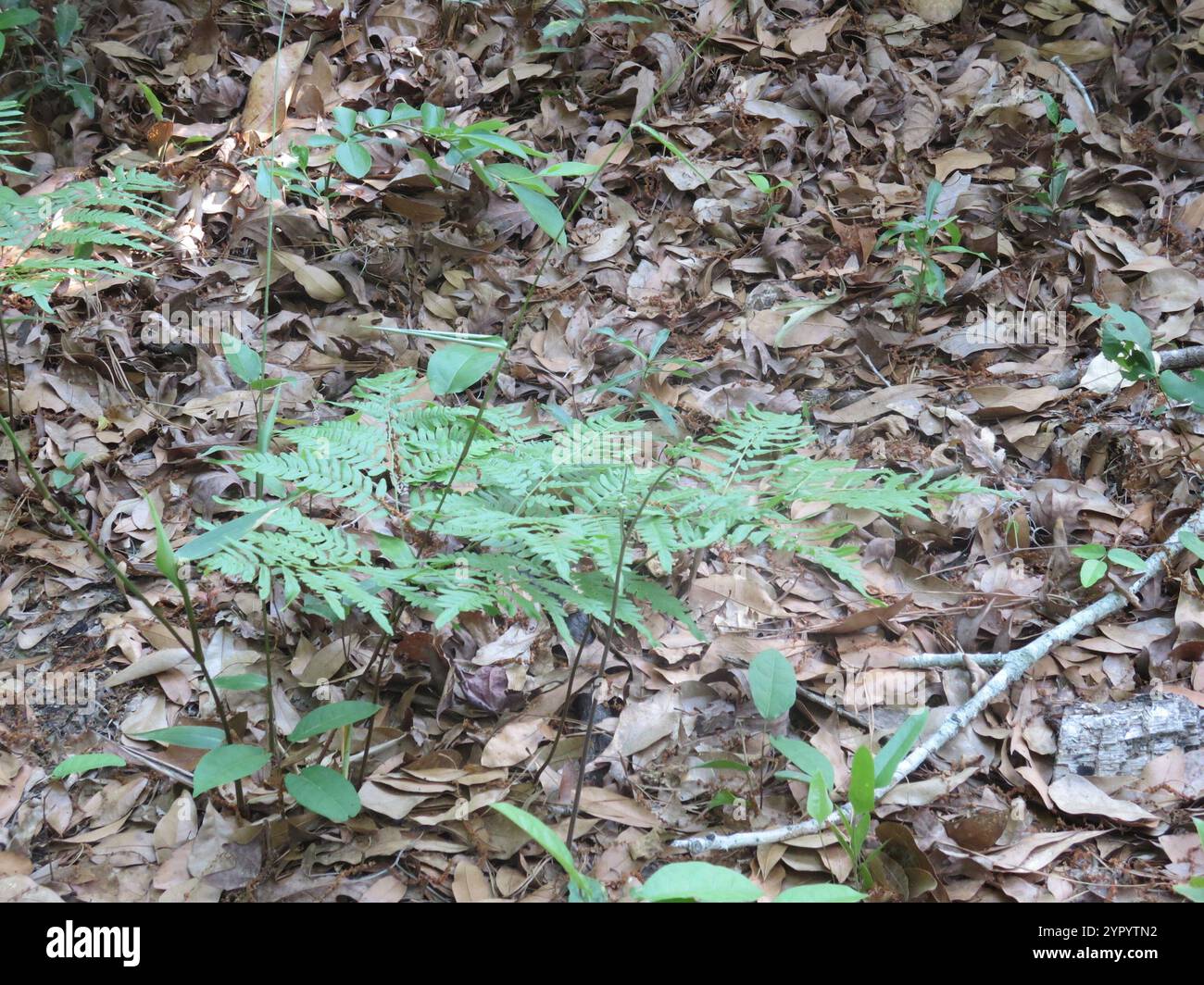 Tailed Bracken Fern (Pteridium aquilinum pseudocaudatum Stock Photo - Alamy