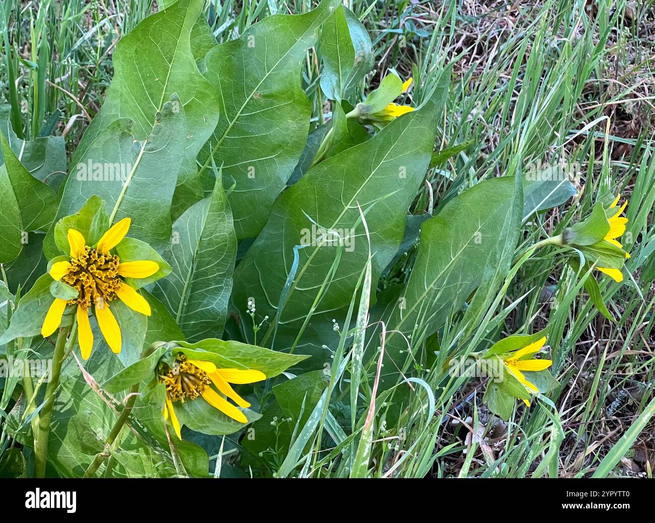 smooth mule-ears (Wyethia glabra Stock Photo - Alamy