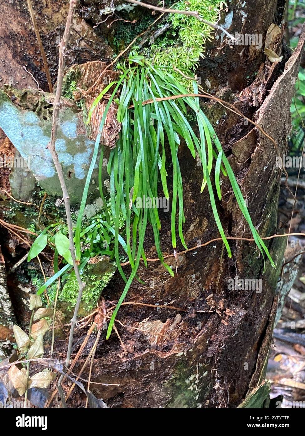 Shoestring Fern (Vittaria lineata Stock Photo - Alamy
