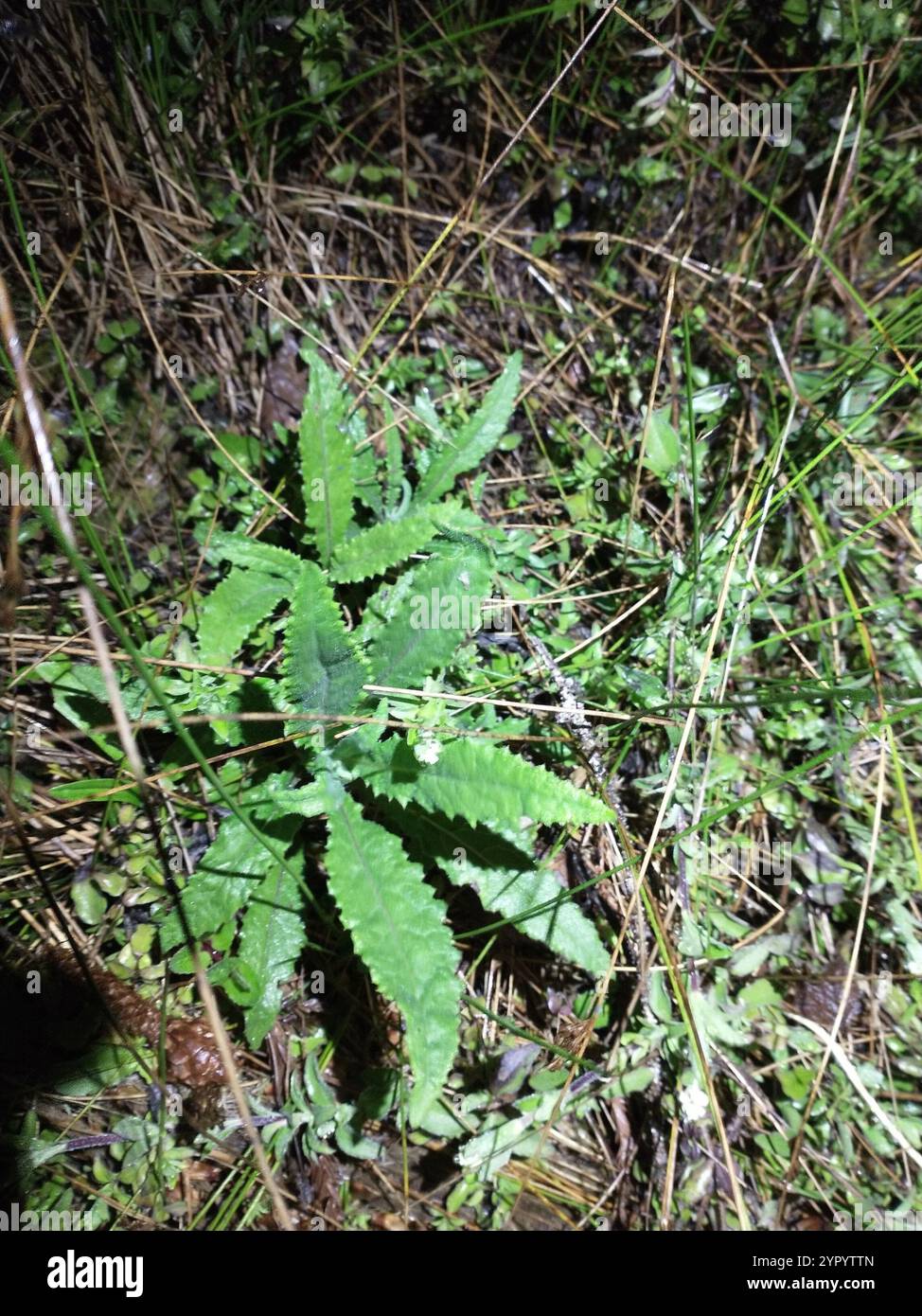 coastal burnweed (Senecio minimus Stock Photo - Alamy