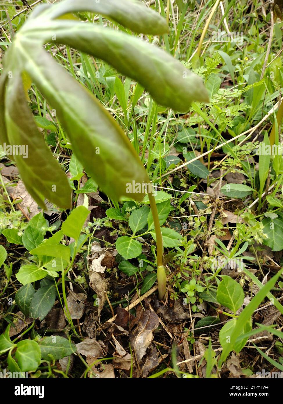 mayapple (Podophyllum peltatum Stock Photo - Alamy