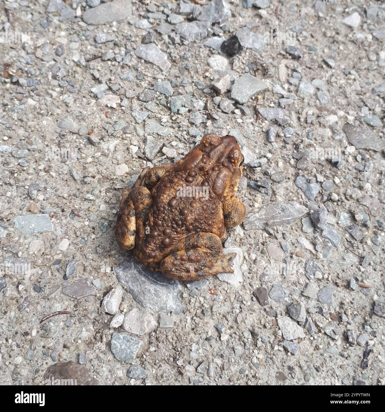 American Toad (Anaxyrus americanus Stock Photo - Alamy