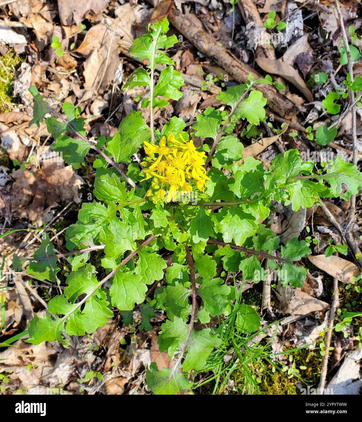 Butterweed (Packera glabella Stock Photo - Alamy
