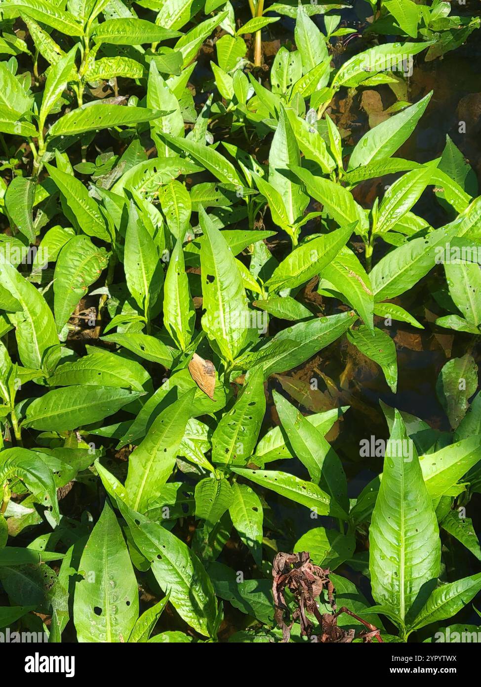 Penthorum hi-res stock photography and images - Alamy