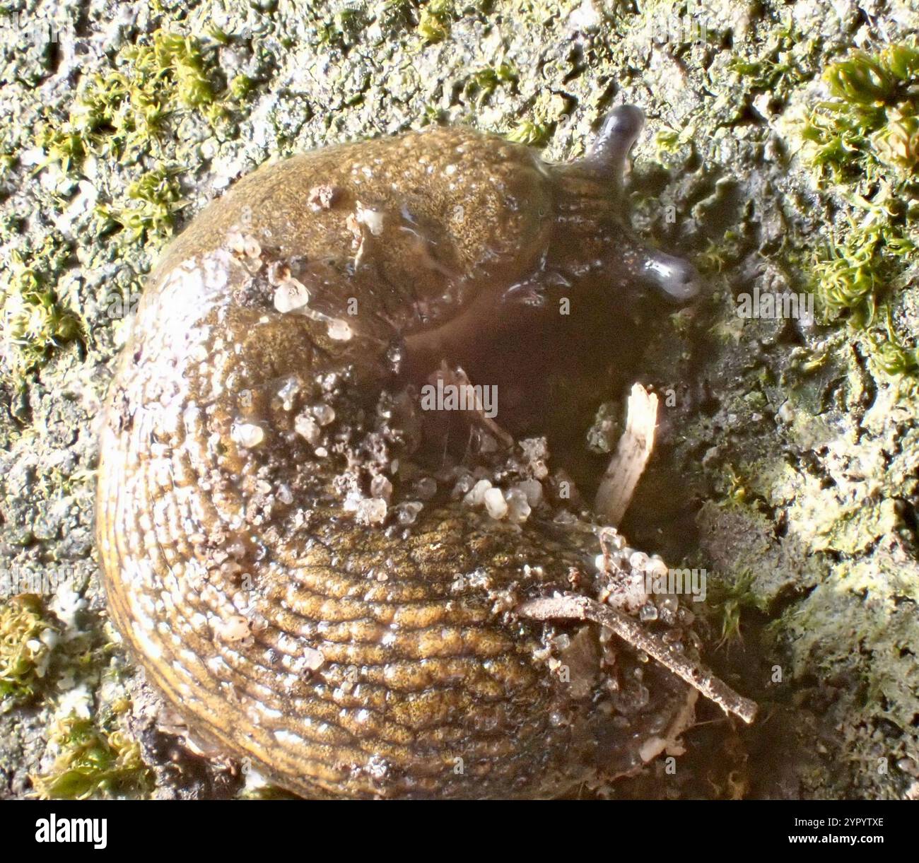 Spanish Slug (Arion vulgaris Stock Photo - Alamy