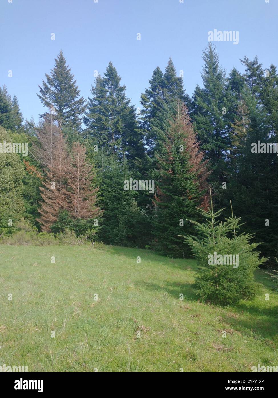 grand fir (Abies grandis Stock Photo - Alamy