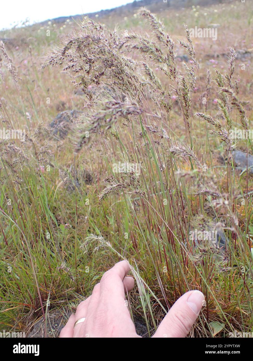 Bulbous Bluegrass (Poa bulbosa Stock Photo - Alamy