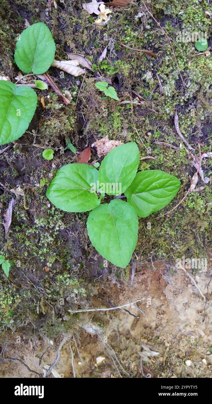 Viola rotundifolia hi-res stock photography and images - Alamy