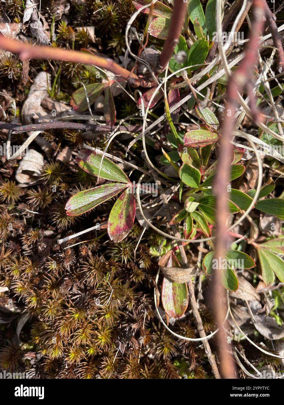 three-toothed cinquefoil (Sibbaldiopsis tridentata Stock Photo - Alamy