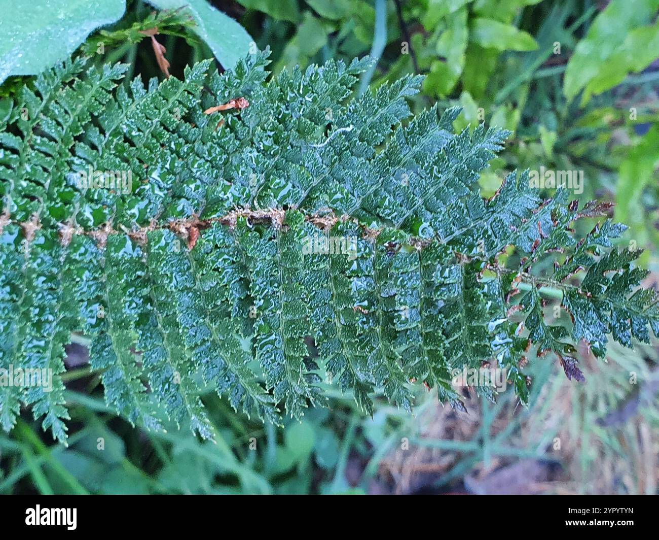 Prickly shield fern hi-res stock photography and images - Alamy