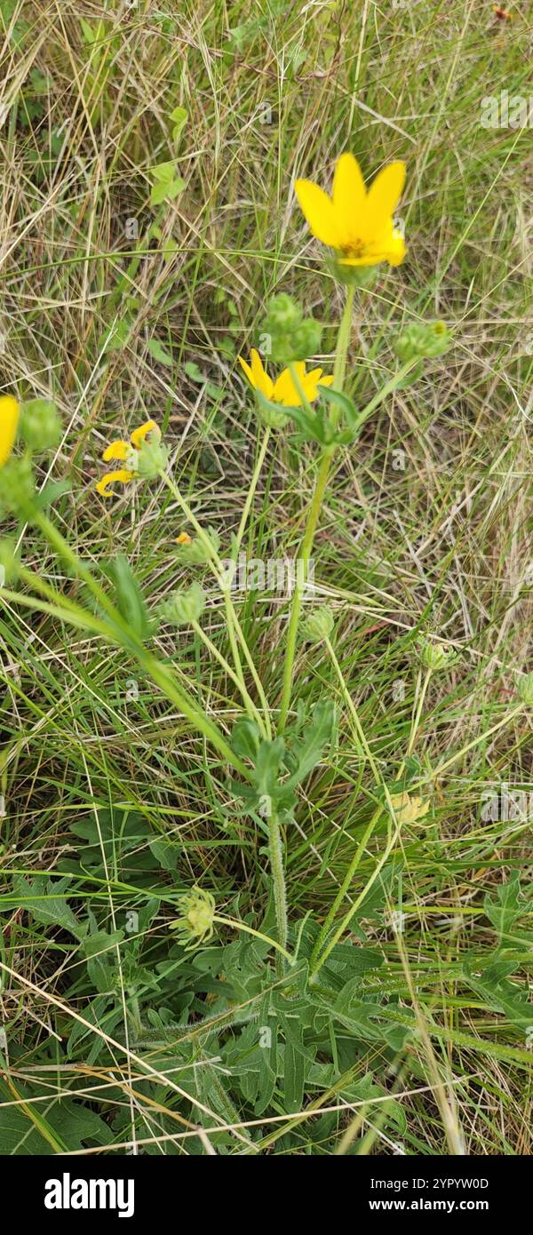 Engelmann daisy (Engelmannia peristenia Stock Photo - Alamy