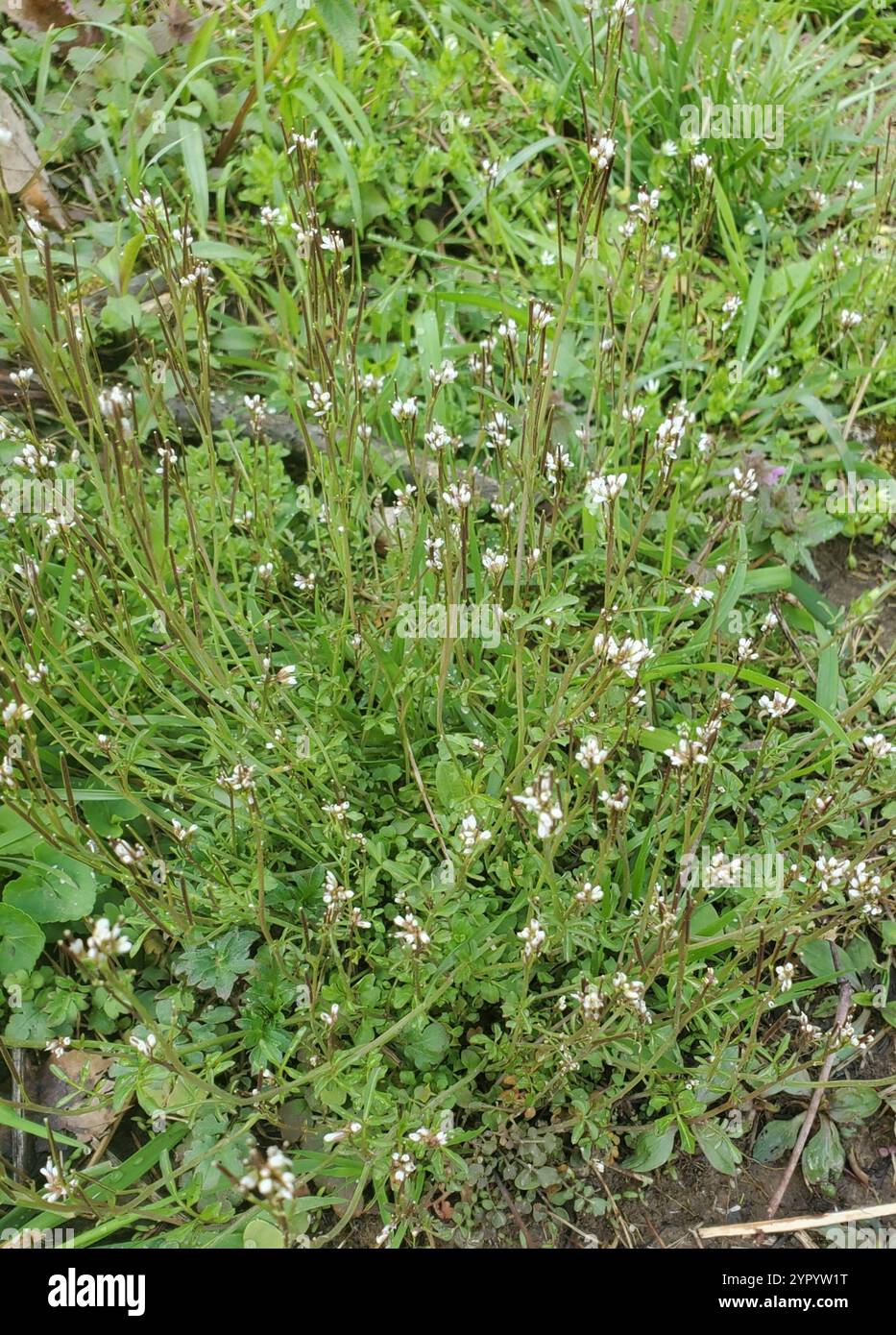hairy bittercress (Cardamine hirsuta Stock Photo - Alamy