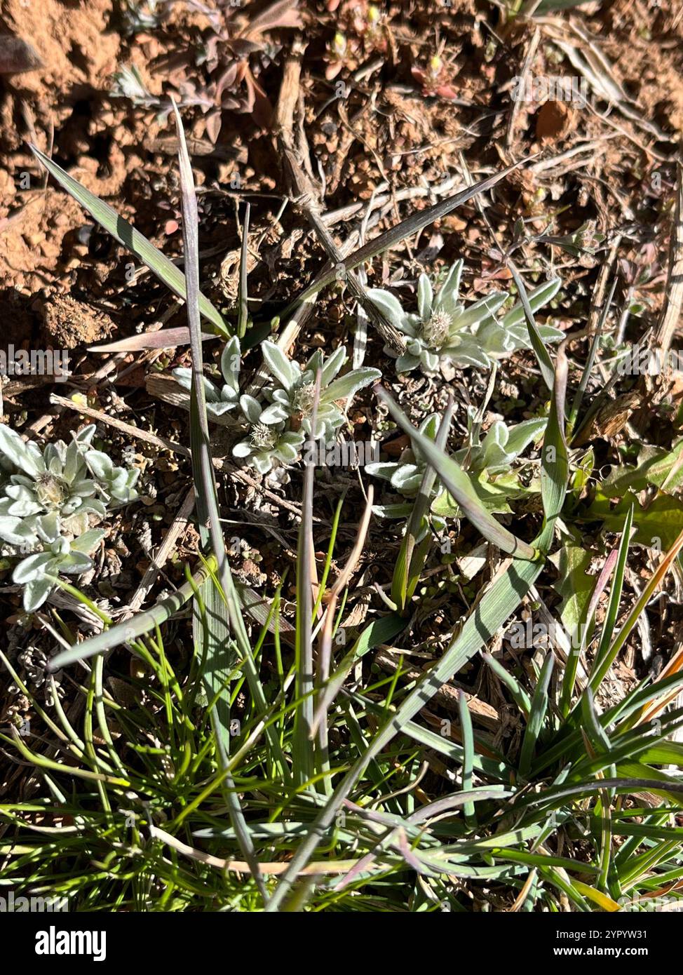 Low Pussytoes (Antennaria dimorpha Stock Photo - Alamy