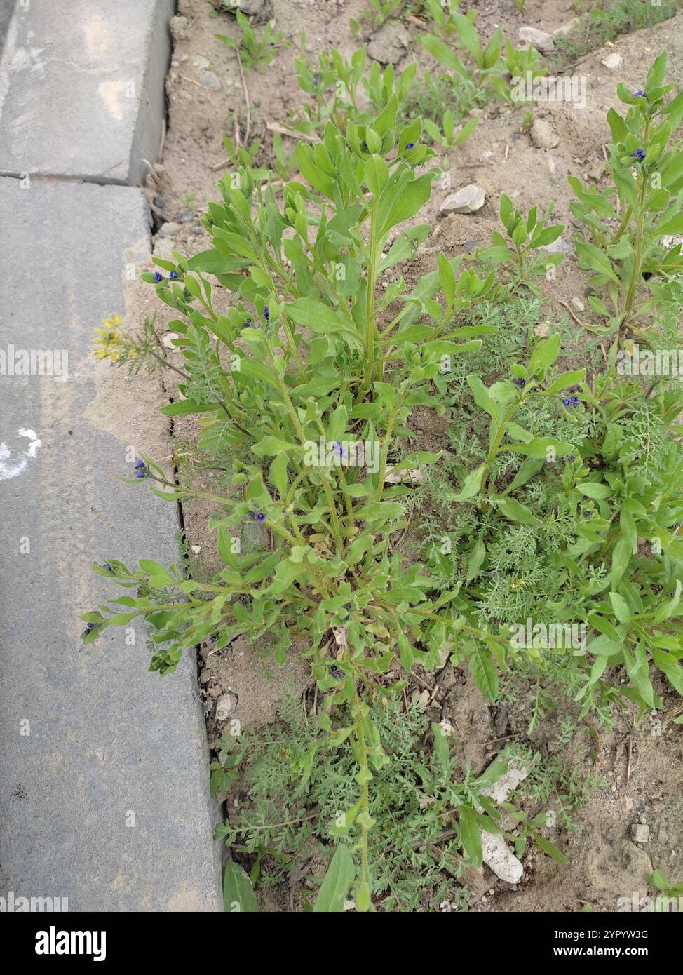 Asperugo procumbens hi-res stock photography and images - Alamy