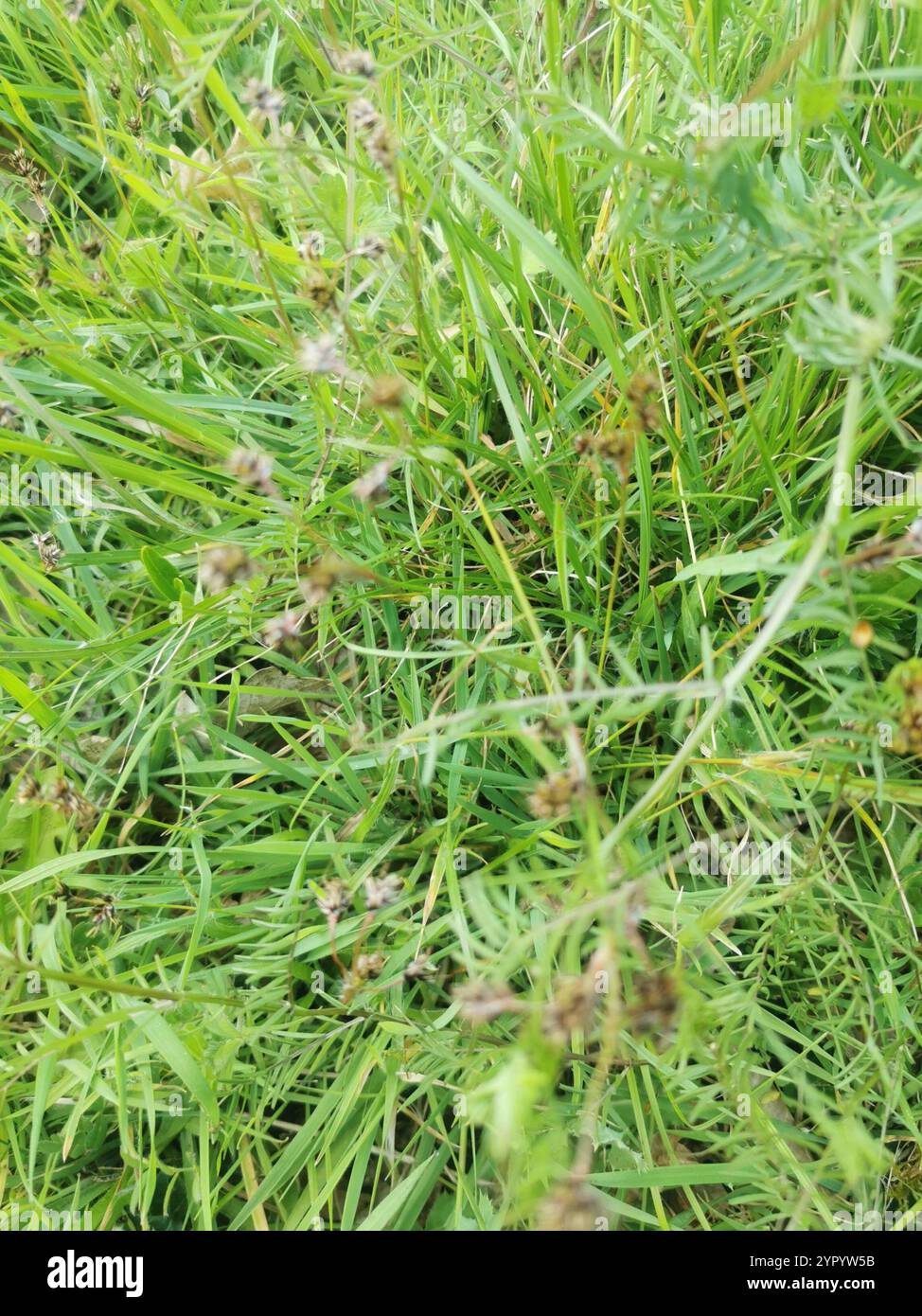 Field woodrush (Luzula campestris Stock Photo - Alamy