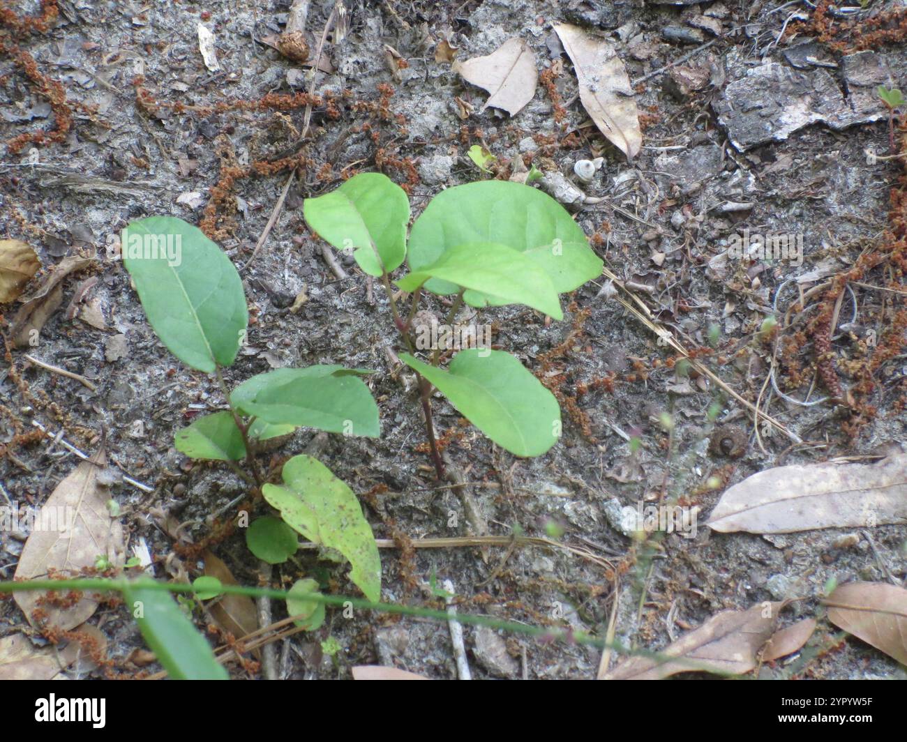 cross vine (Bignonia capreolata Stock Photo - Alamy