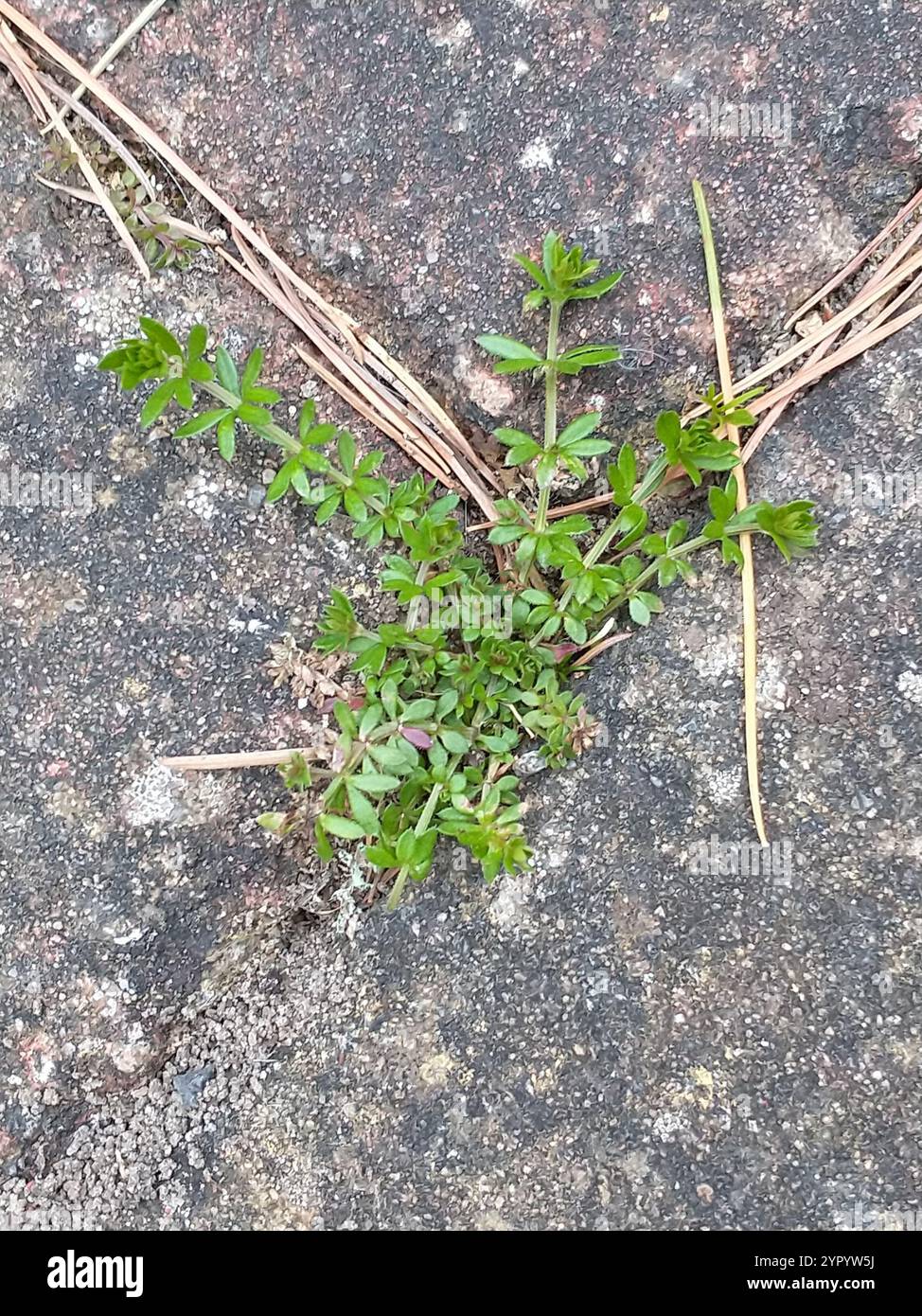 Wall Bedstraw (Galium parisiense Stock Photo - Alamy