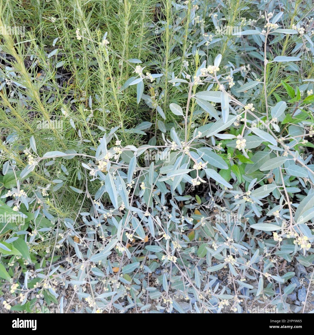 California croton (Croton californicus Stock Photo - Alamy