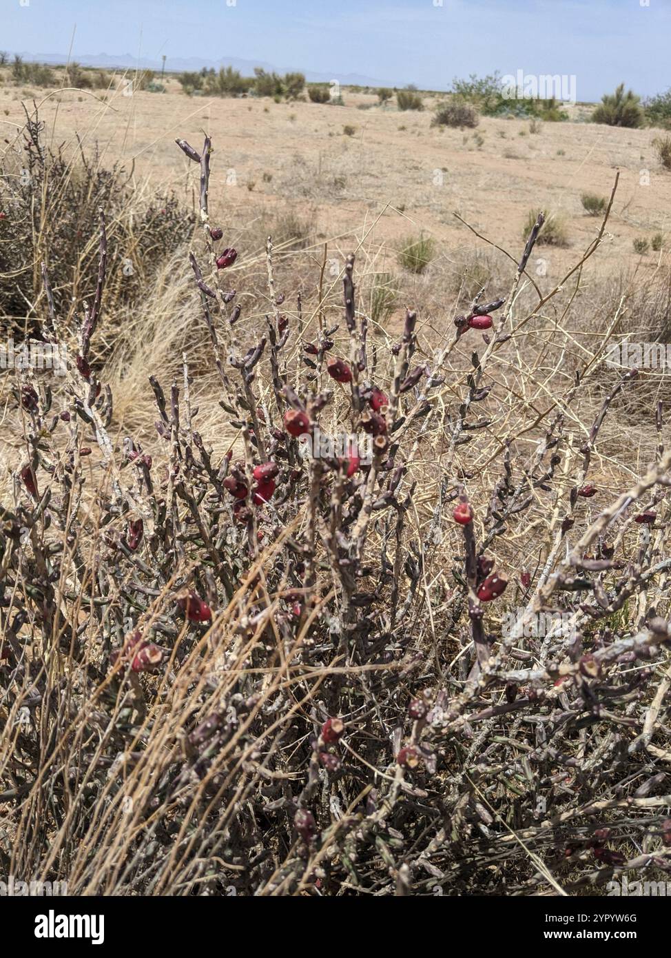 Christmas cholla (Cylindropuntia leptocaulis Stock Photo - Alamy