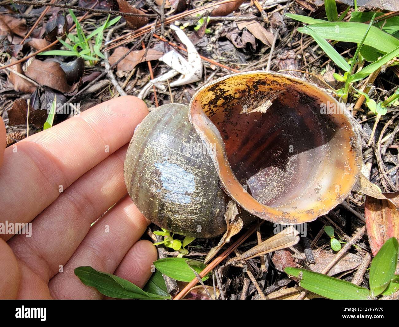 Common Apple Snails (Pomacea Stock Photo - Alamy