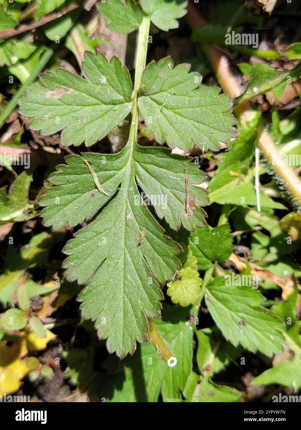 Spring Avens (Geum vernum Stock Photo - Alamy