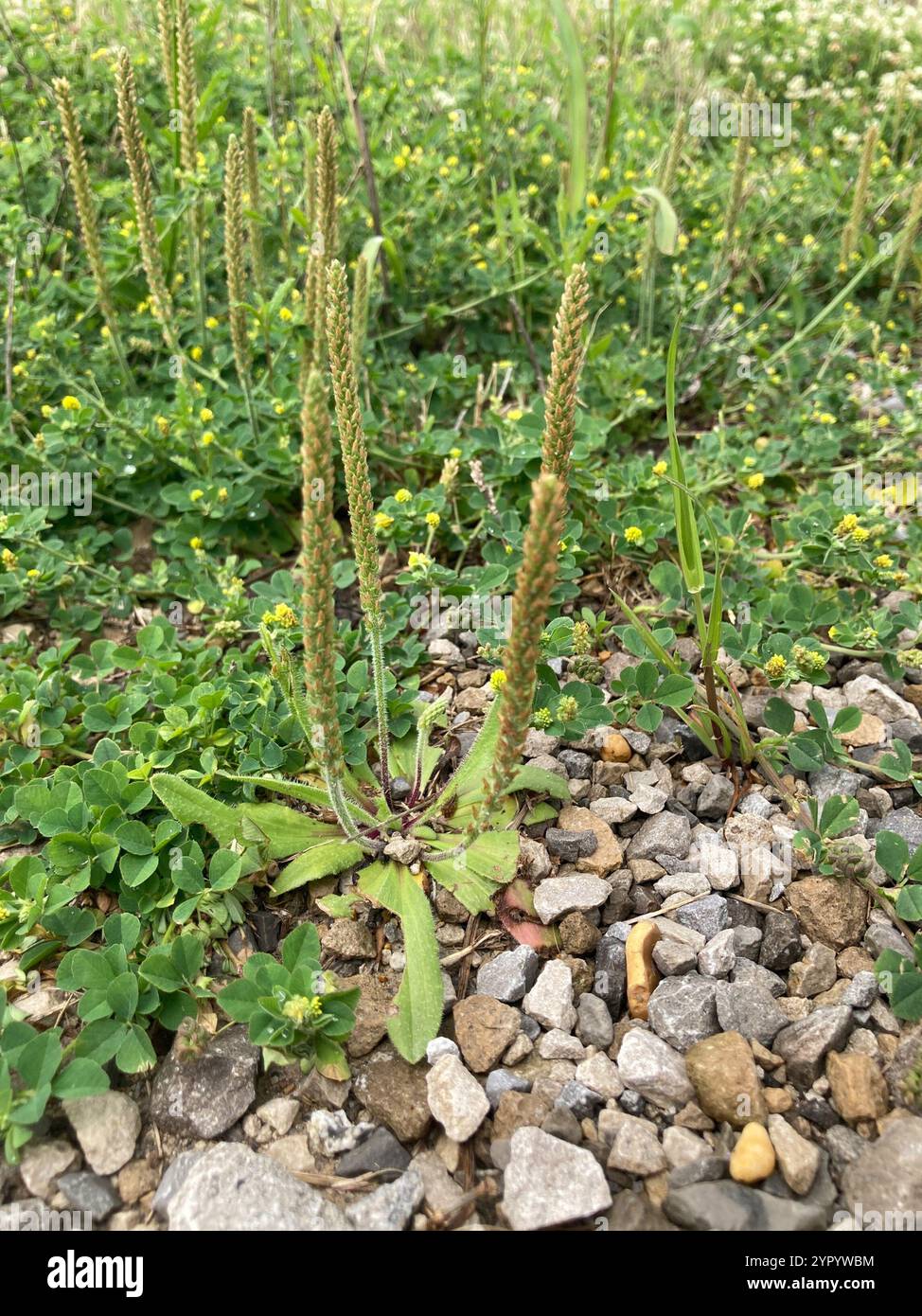 dwarf plantain (Plantago virginica Stock Photo - Alamy