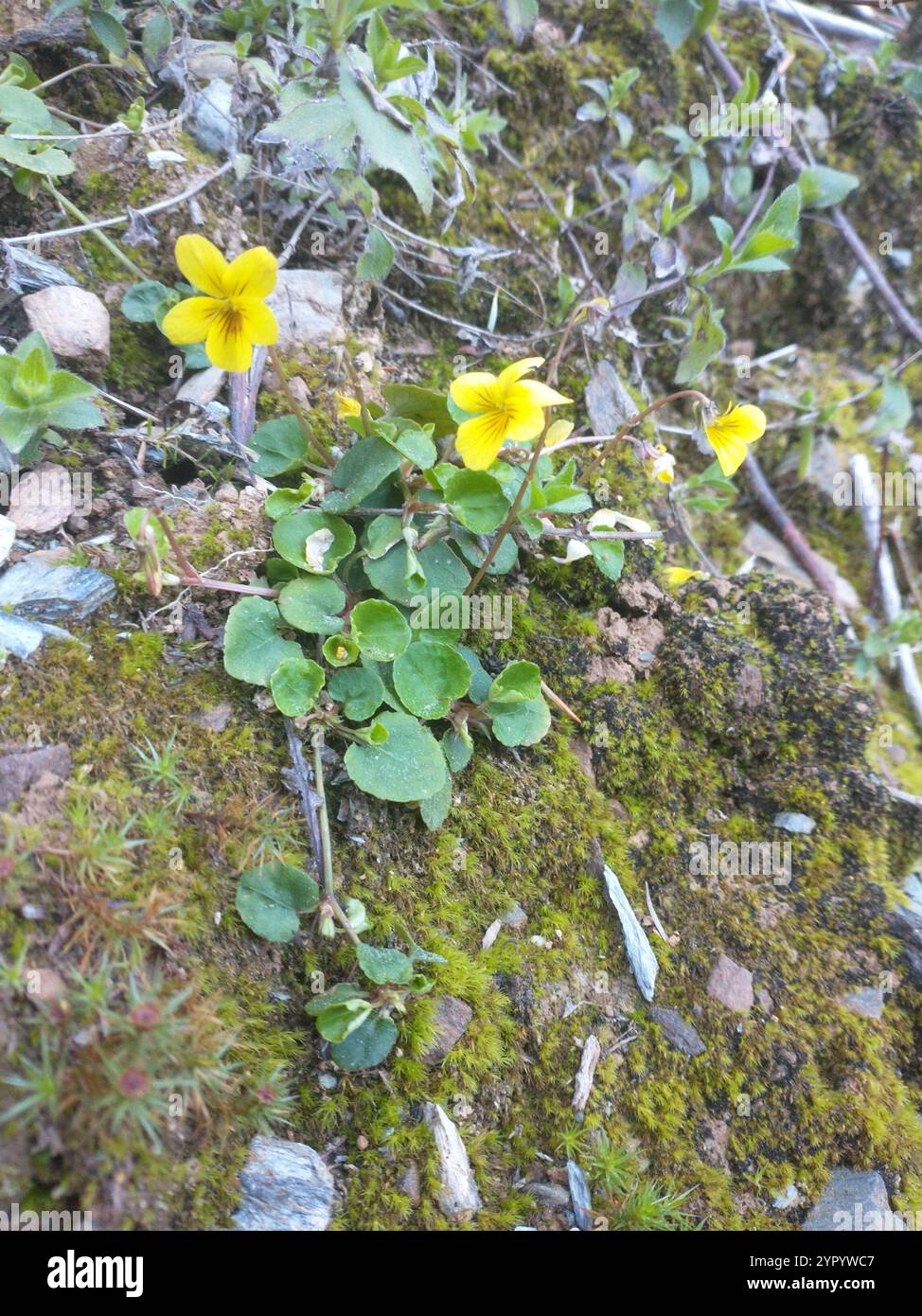 Redwood Violet (Viola sempervirens Stock Photo - Alamy