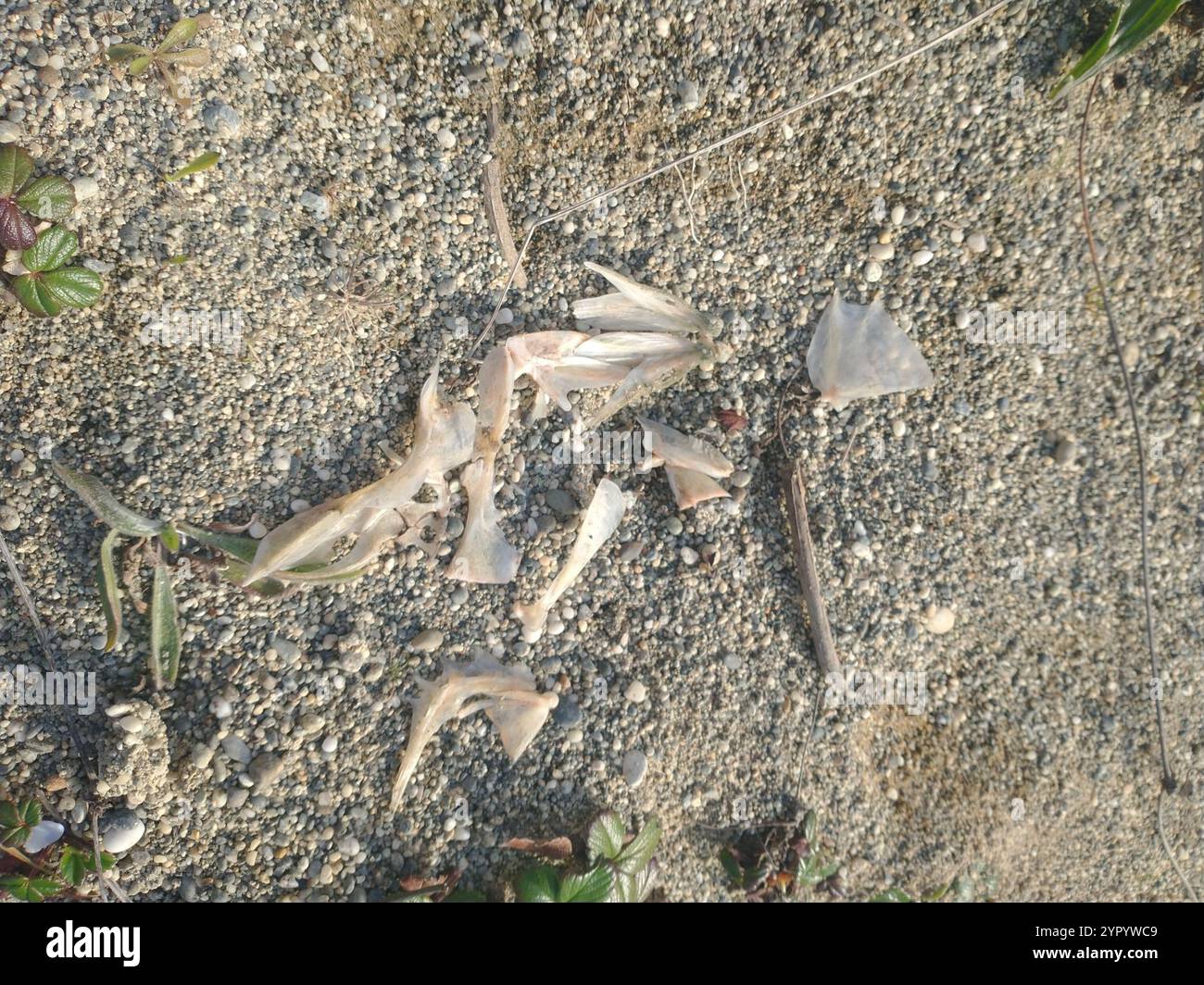 Ray-finned Fishes (Actinopterygii Stock Photo - Alamy