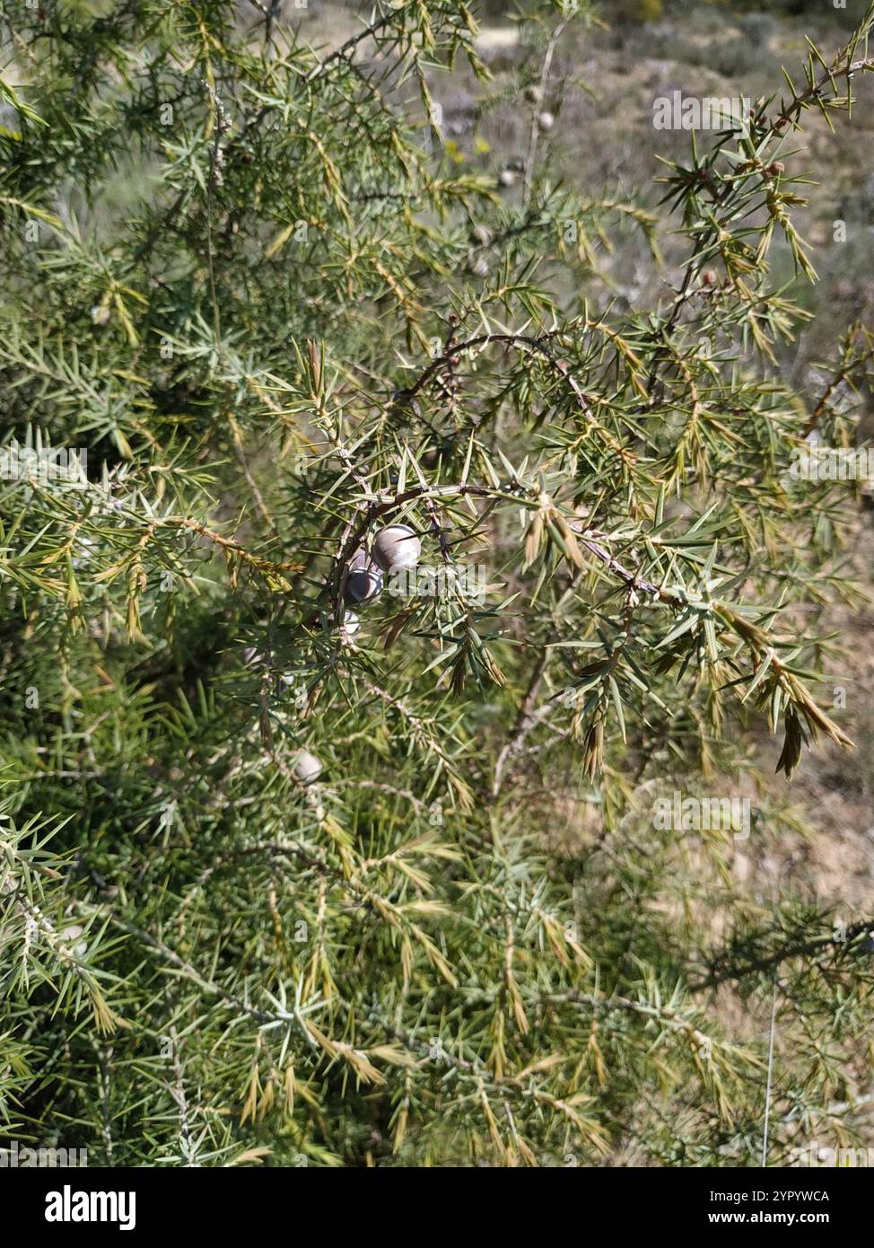 western prickly juniper (Juniperus oxycedrus Stock Photo - Alamy