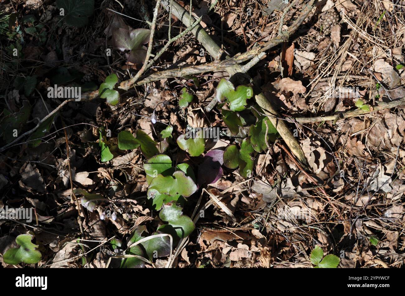 Liverleaf (Hepatica nobilis Stock Photo - Alamy