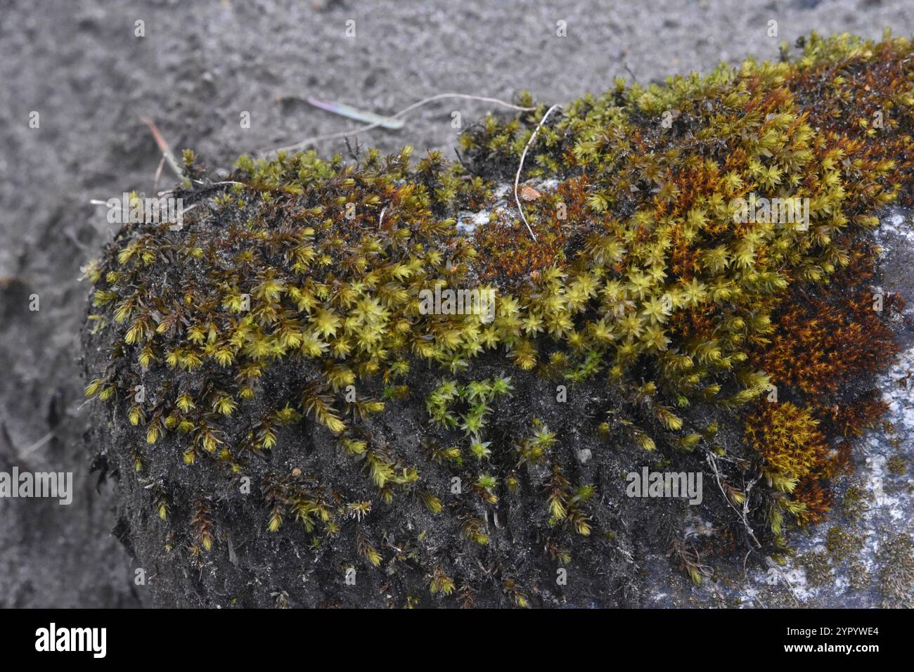Rock Mosses (Grimmiaceae Stock Photo - Alamy