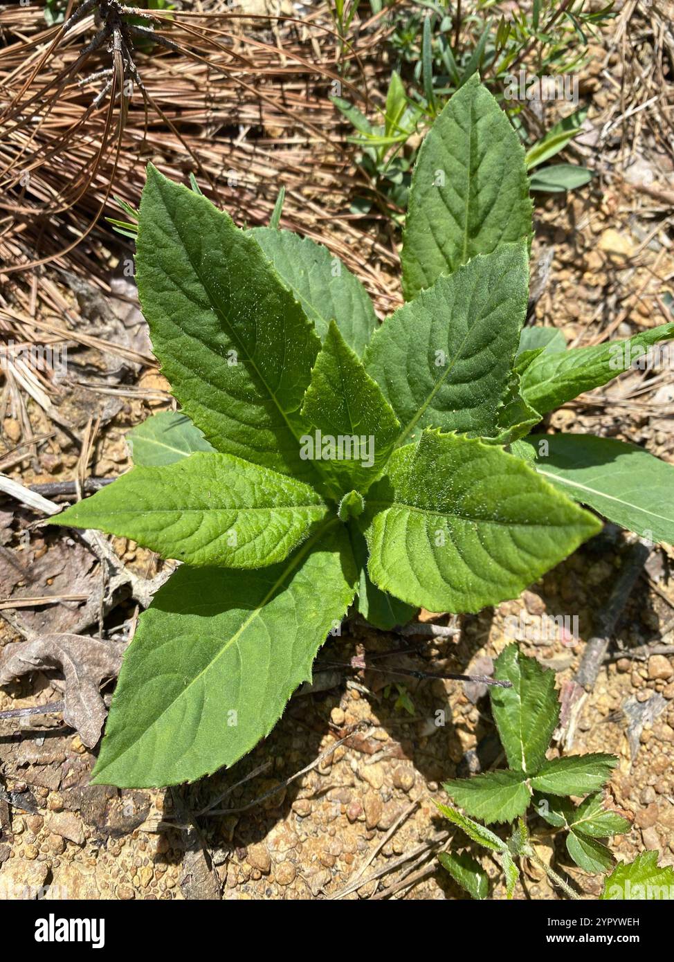 Broadleaf Ironweed (Vernonia glauca Stock Photo - Alamy