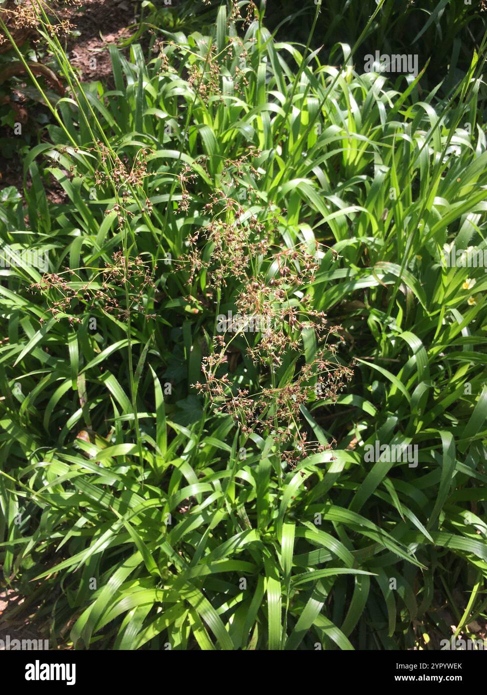 Great Woodrush (Luzula sylvatica Stock Photo - Alamy