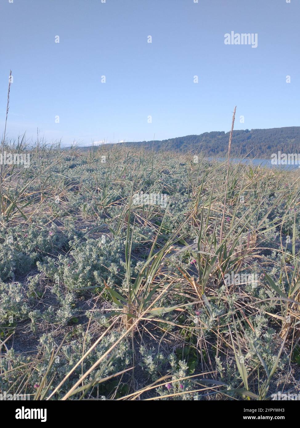 silky beach pea (Lathyrus littoralis Stock Photo - Alamy