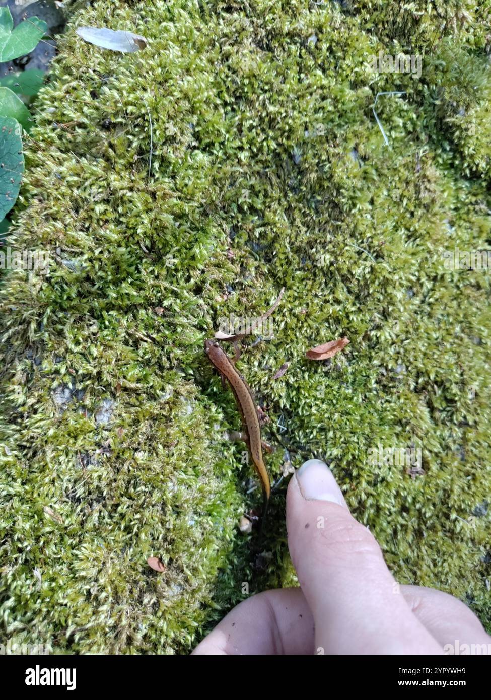 Northern Two-lined Salamander (Eurycea bislineata Stock Photo - Alamy