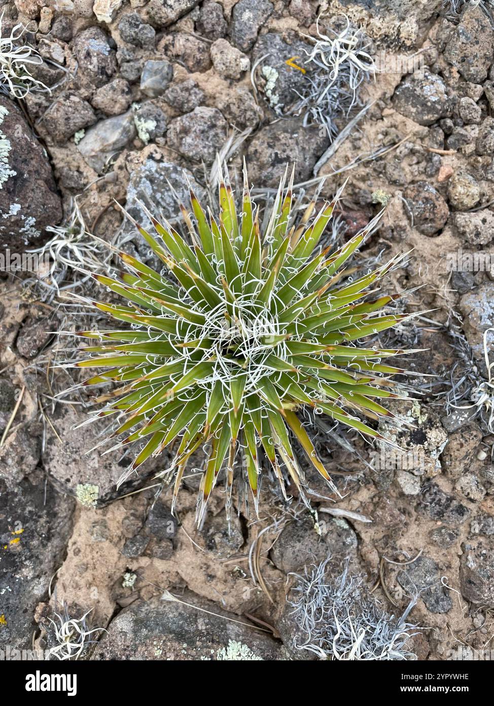 Dwarf Yucca (Yucca harrimaniae Stock Photo - Alamy