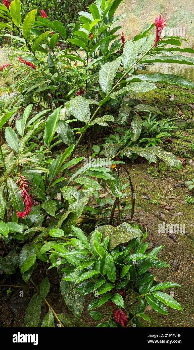 Red Ginger (Alpinia purpurata Stock Photo - Alamy