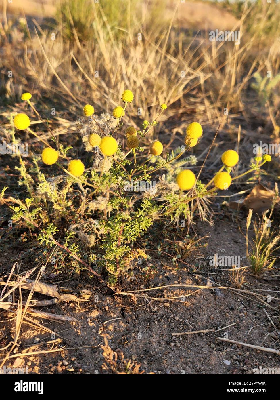 stinknet (Oncosiphon pilulifer Stock Photo - Alamy
