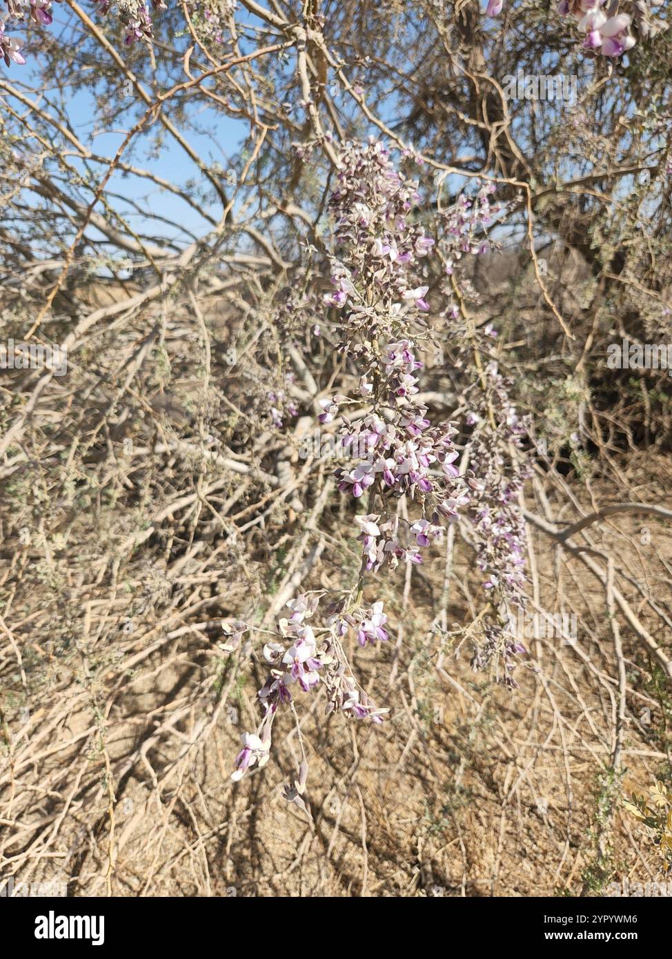 desert ironwood (Olneya tesota Stock Photo - Alamy