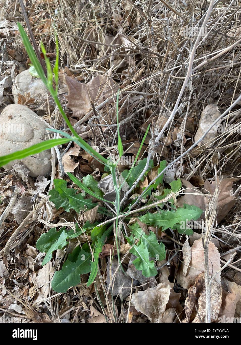 Rush Skeletonweed (Chondrilla juncea Stock Photo - Alamy