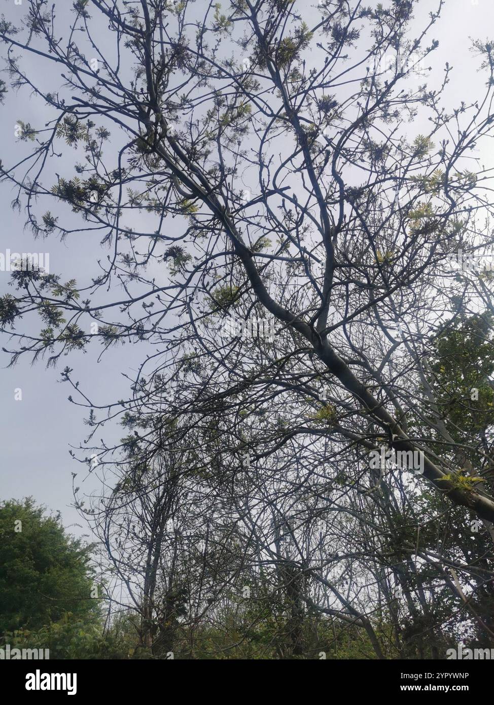 European ash (Fraxinus excelsior Stock Photo - Alamy