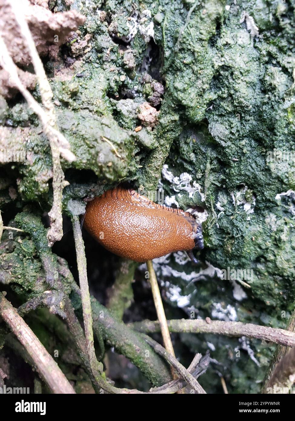 Arion Slugs (Arion Stock Photo - Alamy