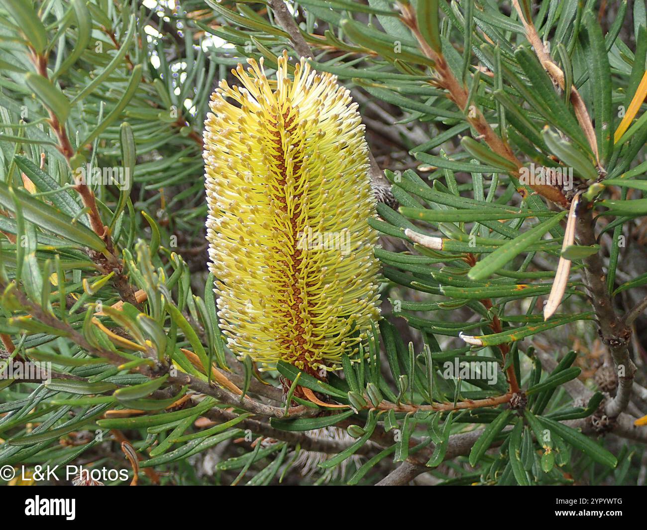 Silver Banksia (Banksia marginata Stock Photo - Alamy