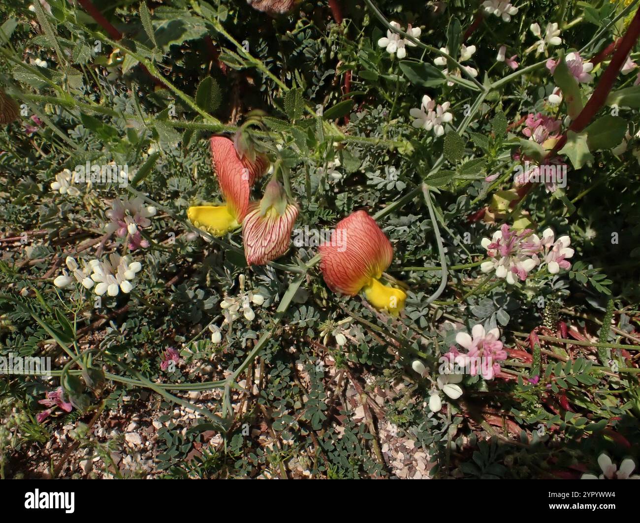 yellow restharrow (Ononis natrix Stock Photo - Alamy
