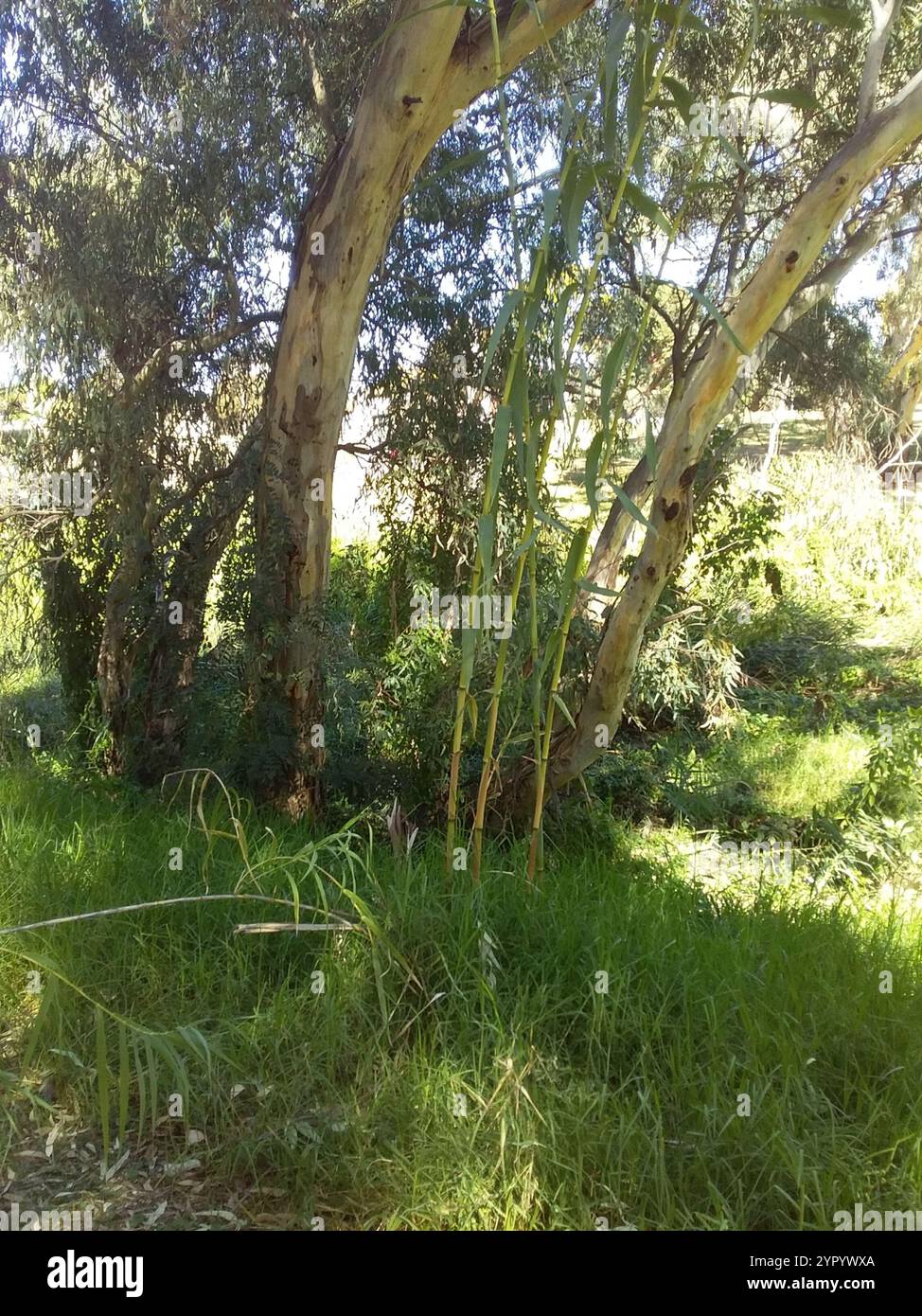 giant reed (Arundo donax Stock Photo - Alamy