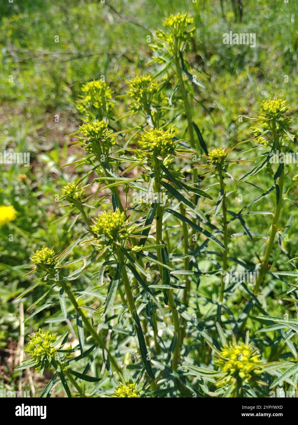 leafy spurge (Euphorbia esula Stock Photo - Alamy