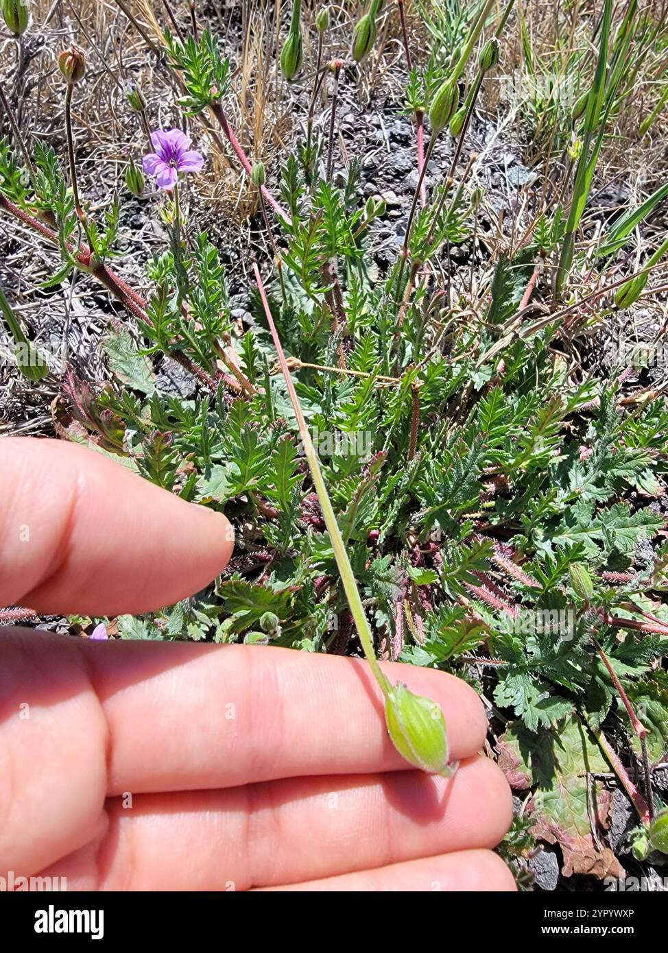 Mediterranean Stork's-bill (Erodium botrys Stock Photo - Alamy